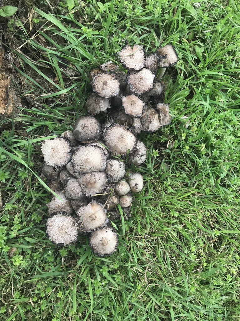 Agaricineae from Lawler Rd, Dallas, TX, US on April 6, 2020 at 01:00 PM ...