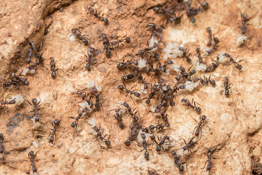Sporades Collared Ant from Southern Aegean, Greece on April 4, 2019 at ...