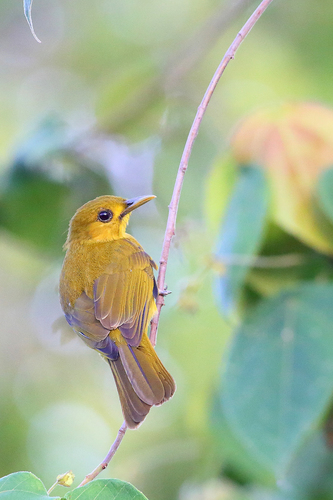 Obi Golden-Bulbul (Hypsipetes lucasi) · iNaturalist