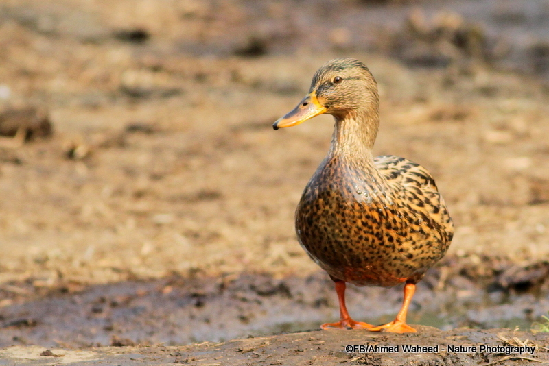 Mallard from Giza, EG-JZ, EG on January 3, 2014 by Ahmed Waheed ...