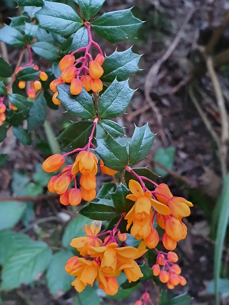 GeoParques-Visitante