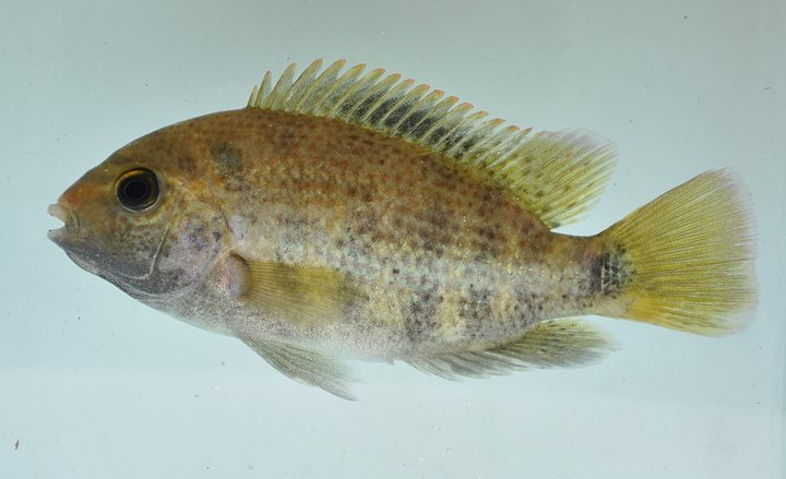 Oaxaca Cichlid from Stream, west of Mogona, Oaxaca, Mexico on July 10 ...