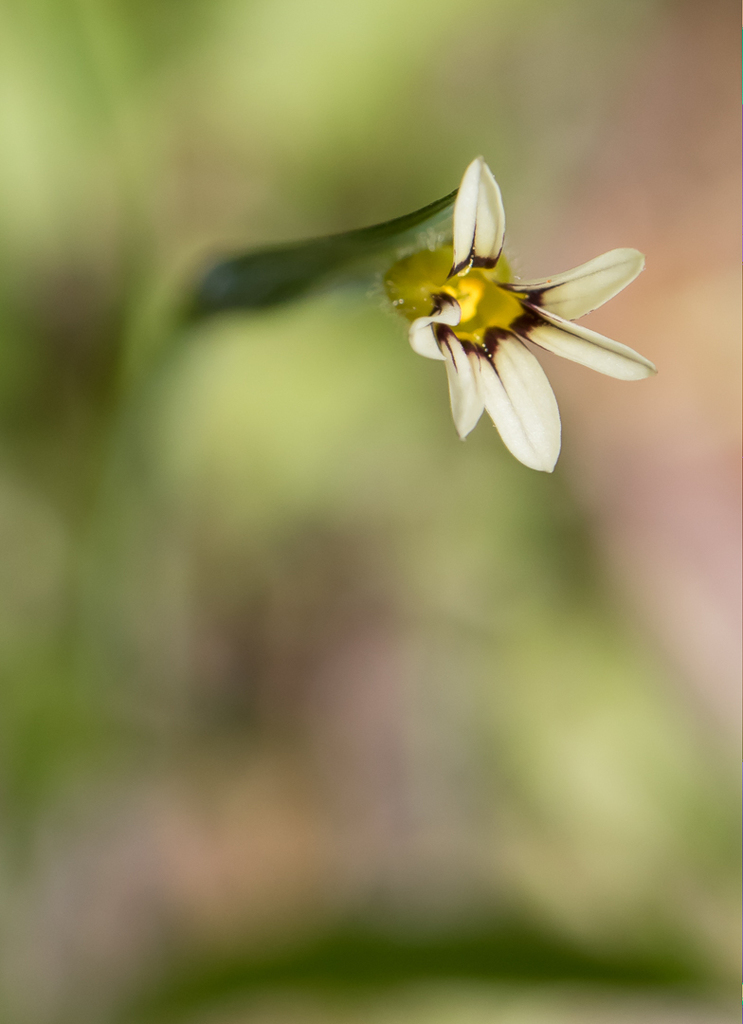 Blue Pigroot in April 2020 by Sharon Shaw Milligan · iNaturalist