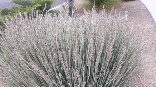 Observations by alexishathaway · iNaturalist