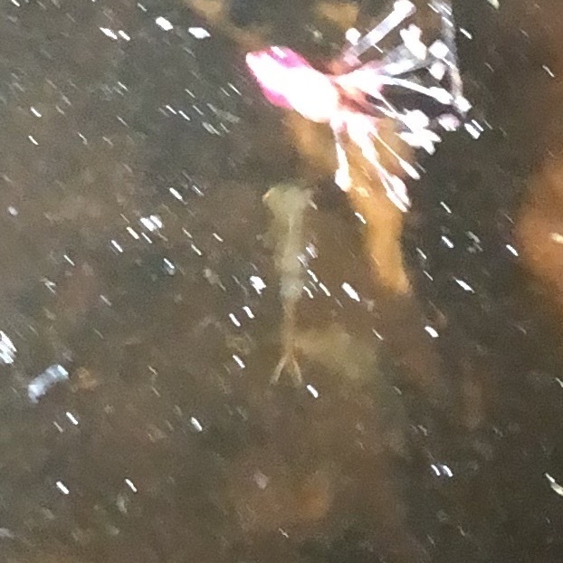 Springtime Fairy Shrimp from University at Buffalo-The State University ...