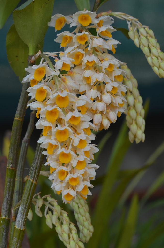 Dendrobium thyrsiflorum from Yongde County, Lincang, Yunnan, China on ...