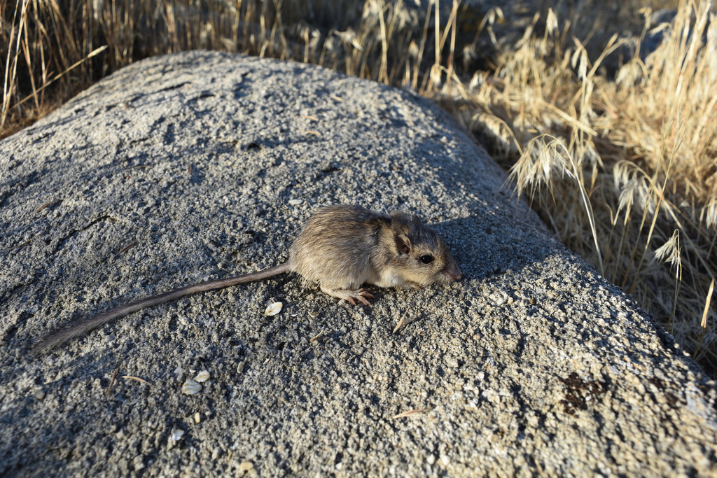 Pallid San Diego Pocket Mouse from Riverside County, CA, USA on ...