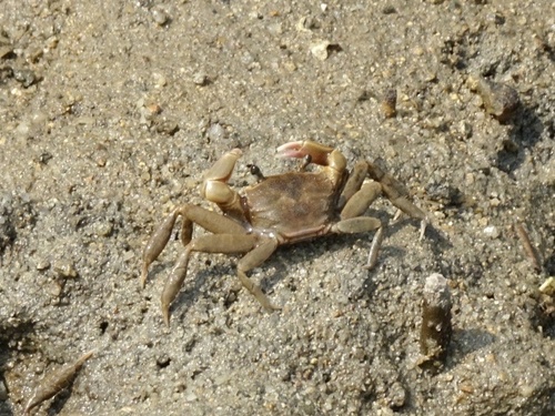 Metaplax tredecim · iNaturalist