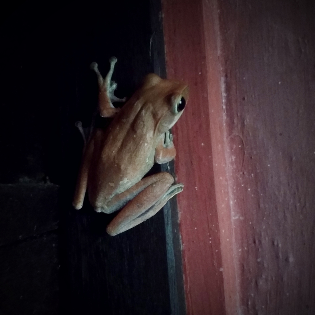 Common Southeast Asian Tree Frog from Lumut, Perak, Malaysia on April 7 ...