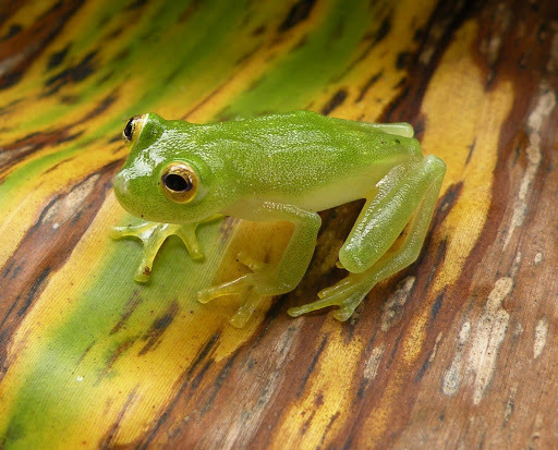 Plantation Glass Frog from Colombia, departamento del Chocó, municipio ...