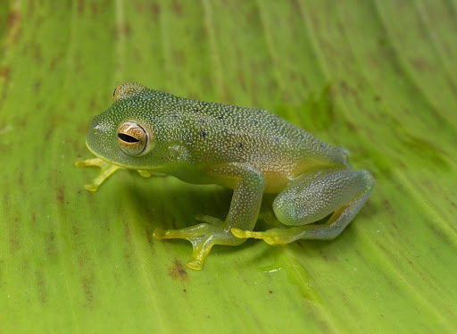 Granular Glass Frog from Colombia, departamento del Chocó, municipio de ...