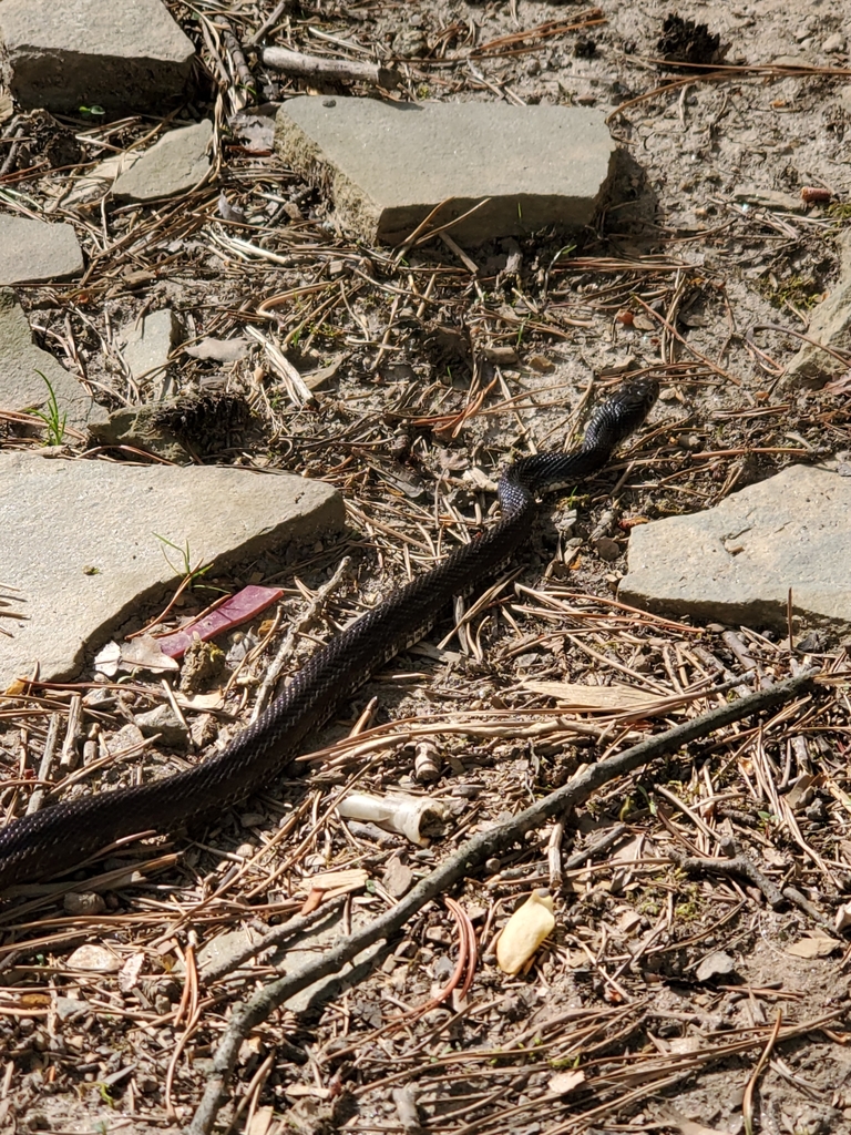 Eastern Ratsnake from Cana, VA 24317, USA on April 8, 2020 at 10:04 AM ...