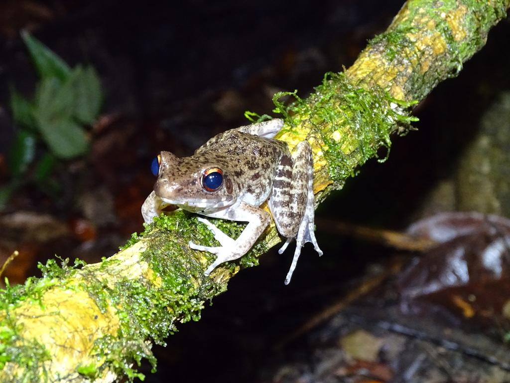 Brown Marsh Frog from Kota Kinabatangan, Sabah, Maleisië on March 10 ...