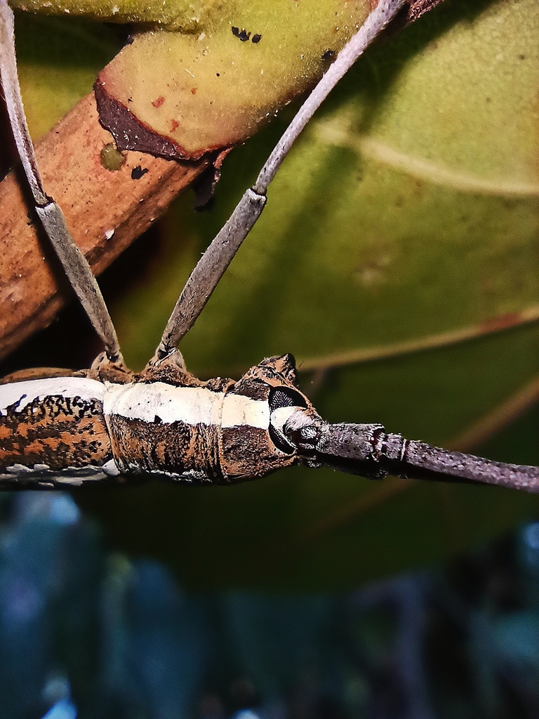 Fig Tree Borer from Nueva Sambulá, 97250 Mérida, Yuc., México on March ...