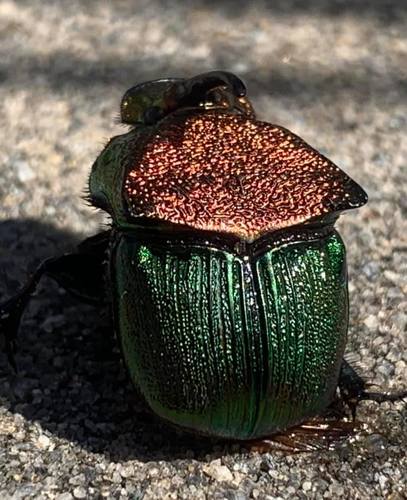 Rainbow Scarab Beetle