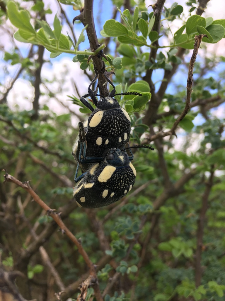 Giant Jewel Beetle from B1, Hardap, NA on March 01, 2020 at 02:21 PM by ...