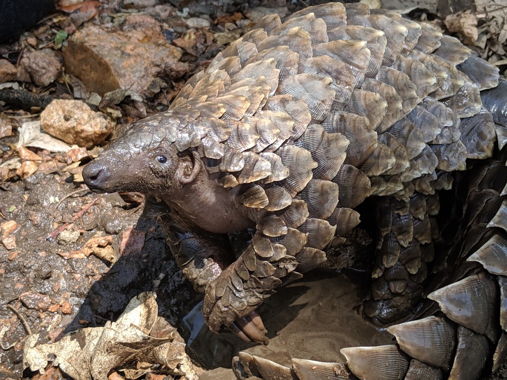 Pangolins (Manidae) - Know Your Mammals