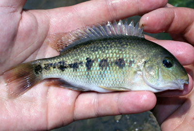 Teapa Cichlid (Paraneetroplus gibbiceps) · iNaturalist