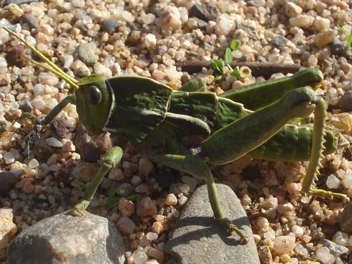 Sardinian Stone Grasshopper (Pamphagus sardeus) · iNaturalist
