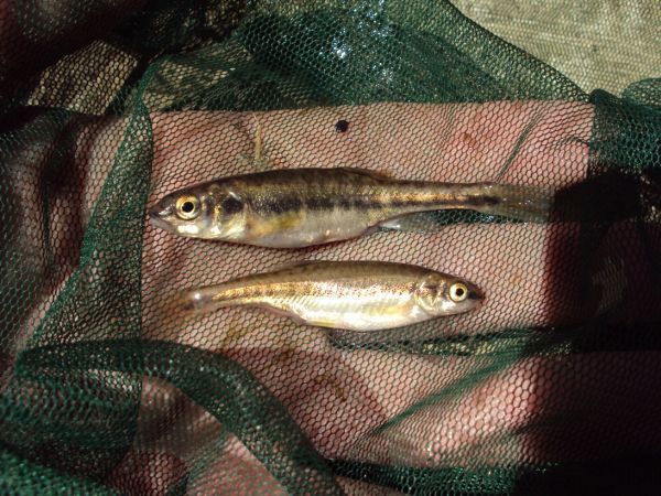 European Minnow from Tributary to River Nene, Flore Hill, Flore ...