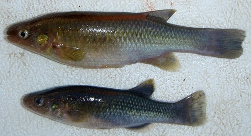 Largelip Killifish (Profundulus labialis) · iNaturalist