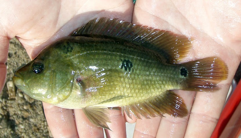 Threespot Cichlid (Amphilophus trimaculatus) - Marine Life Identification
