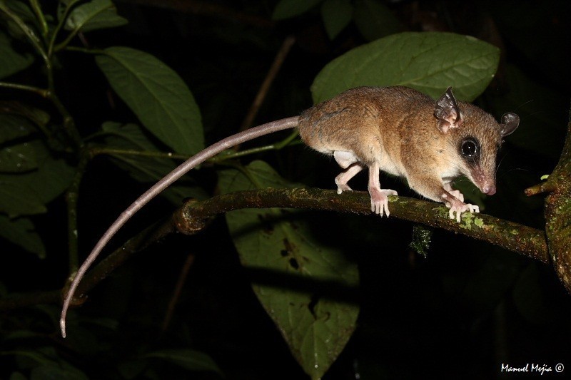 Slender Opossums (Marmosops) - Know Your Mammals
