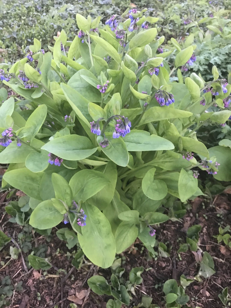 Virginia bluebells from E Curtin St, Bellefonte, PA, US on April 8 ...