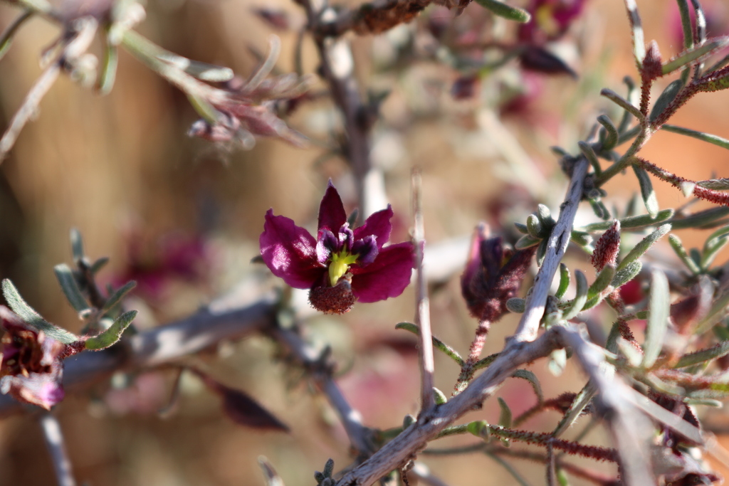 caltrops and ratanies (Zygophyllales) - Botanical Realm