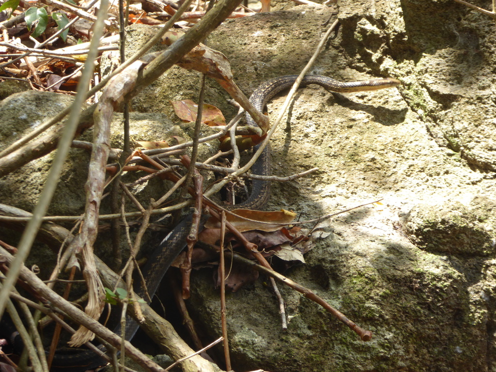 Red-bellied Racer in April 2020 by M J · iNaturalist
