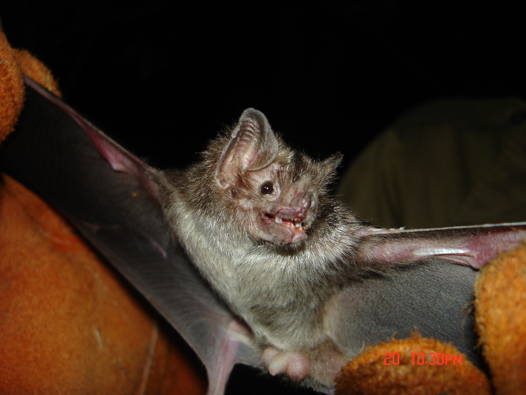Common Vampire Bat from Acapetahua, Chis., Mexico on June 20, 2006 at 10:30 PM by Rafael Paredes ...