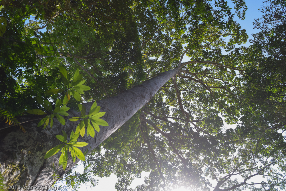 (Dipterocarpus zeylanicus) - Botanical Realm