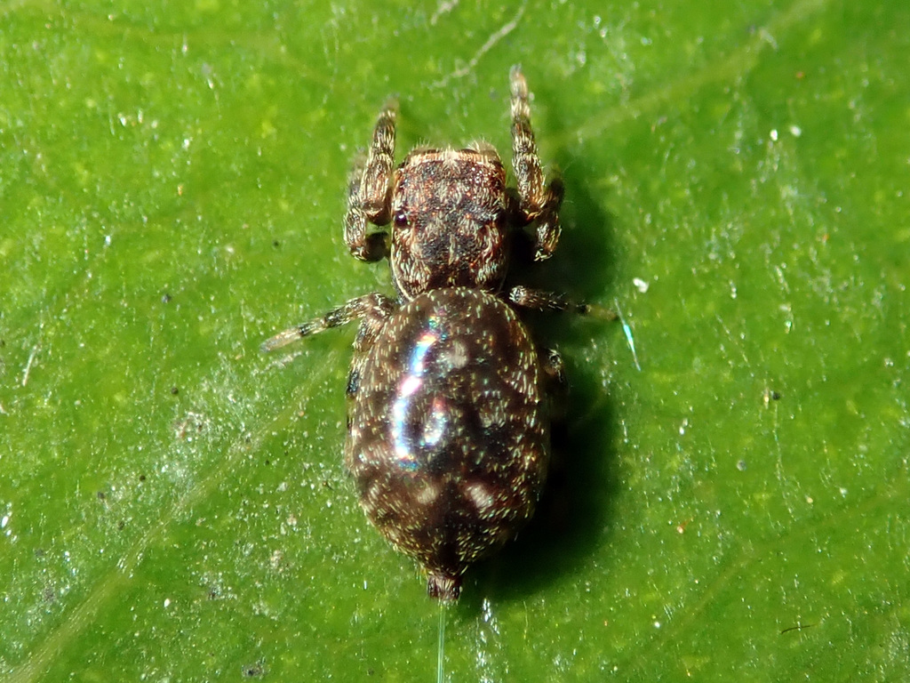 Jumping Spiders from Whakarewarewa, Rotorua, New Zealand on December 14 ...