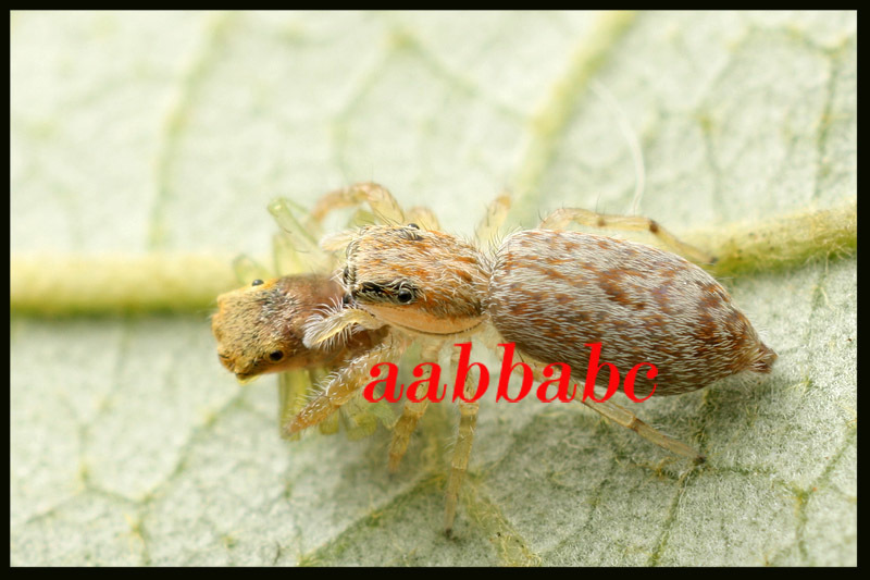 Pseudicius from 香港柴灣 on August 3, 2012 at 12:38 AM by aabbabc · iNaturalist