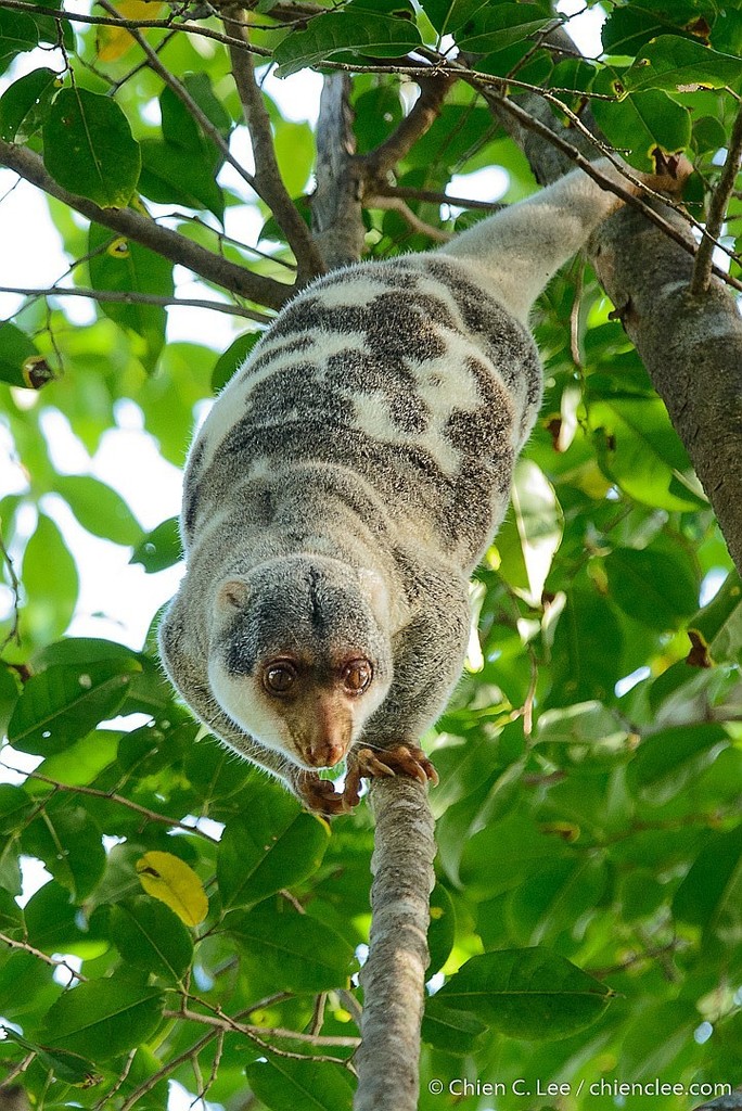 Common Spotted Cuscus from Cook, Queensland, Australia on July 6, 2014 ...