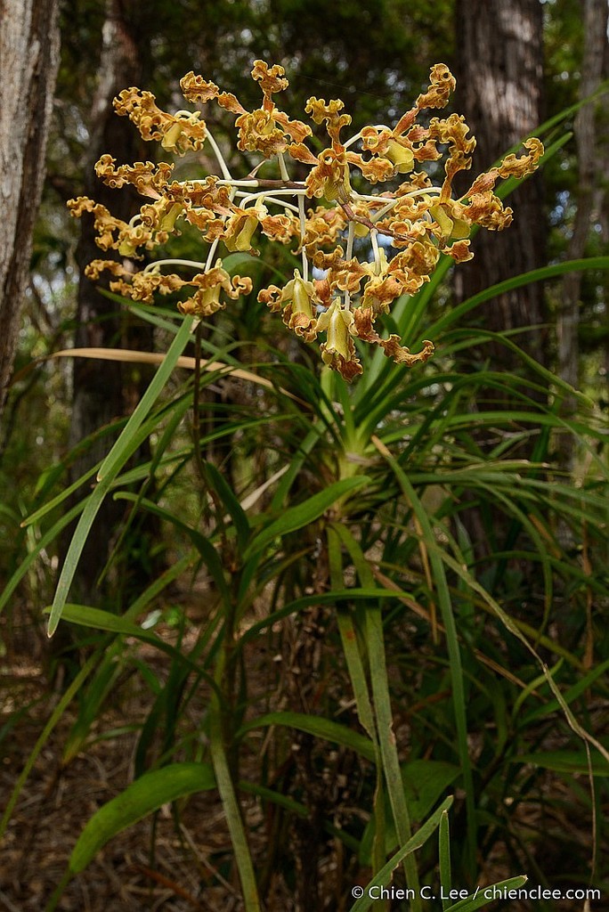 Golden Orchid in July 2014 by Chien Lee · iNaturalist