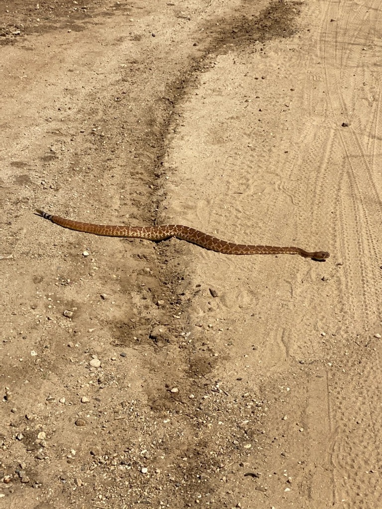 Red Diamond Rattlesnake in April 2020 by Brian Hinds. Found by and ...