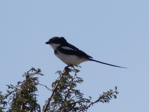 Subspecies Lanius humeralis humeralis · iNaturalist