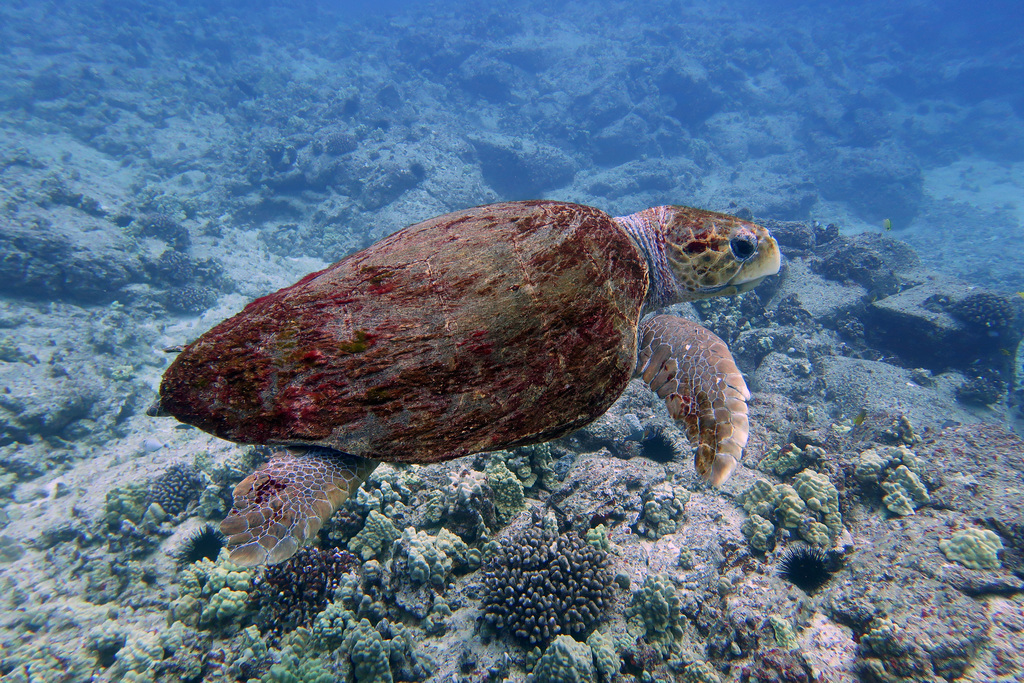 Loggerhead Sea Turtle in April 2020 by Blade Shepherd-Jones. feeding on ...