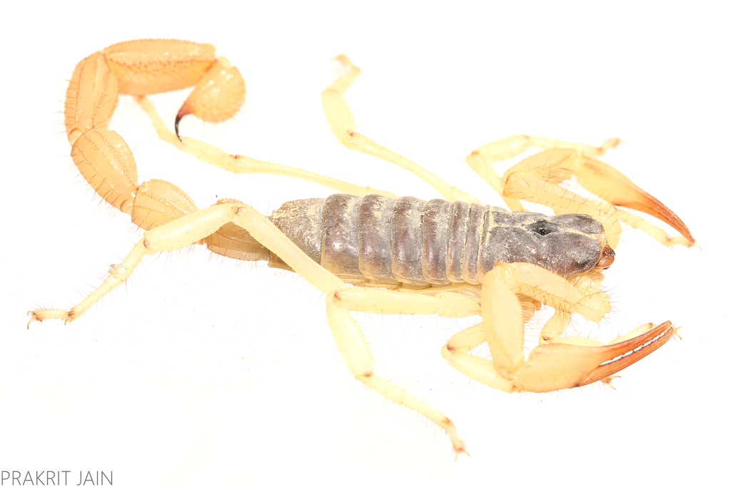 Hadrurus obscurus in April 2020 by Prakrit Jain. One of my favorite ...