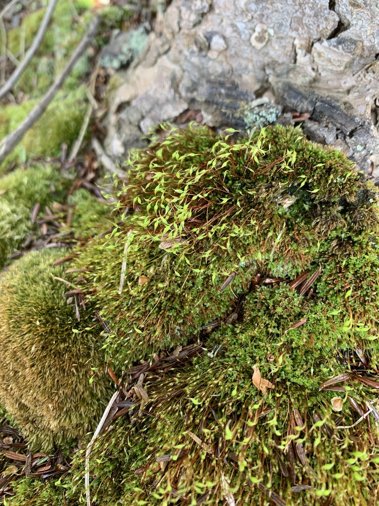 nodding thread-moss in April 2020 by Tristan Knight · iNaturalist