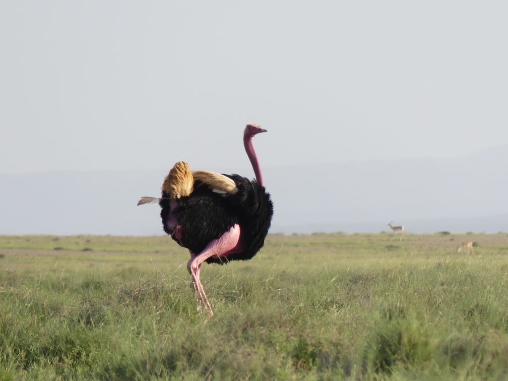 North African Ostrich (Struthio camelus camelus) - Avian Discovery