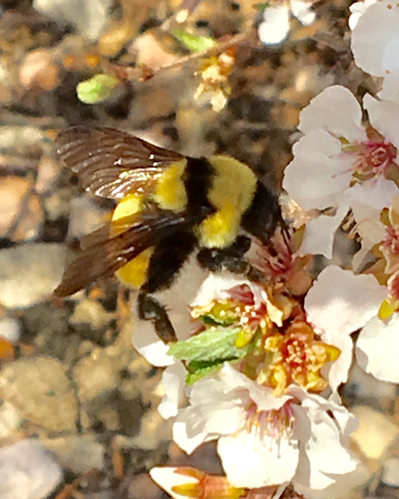 Golden Northern Bumble Bee from S Grape St, Denver, CO, US on April 9 ...