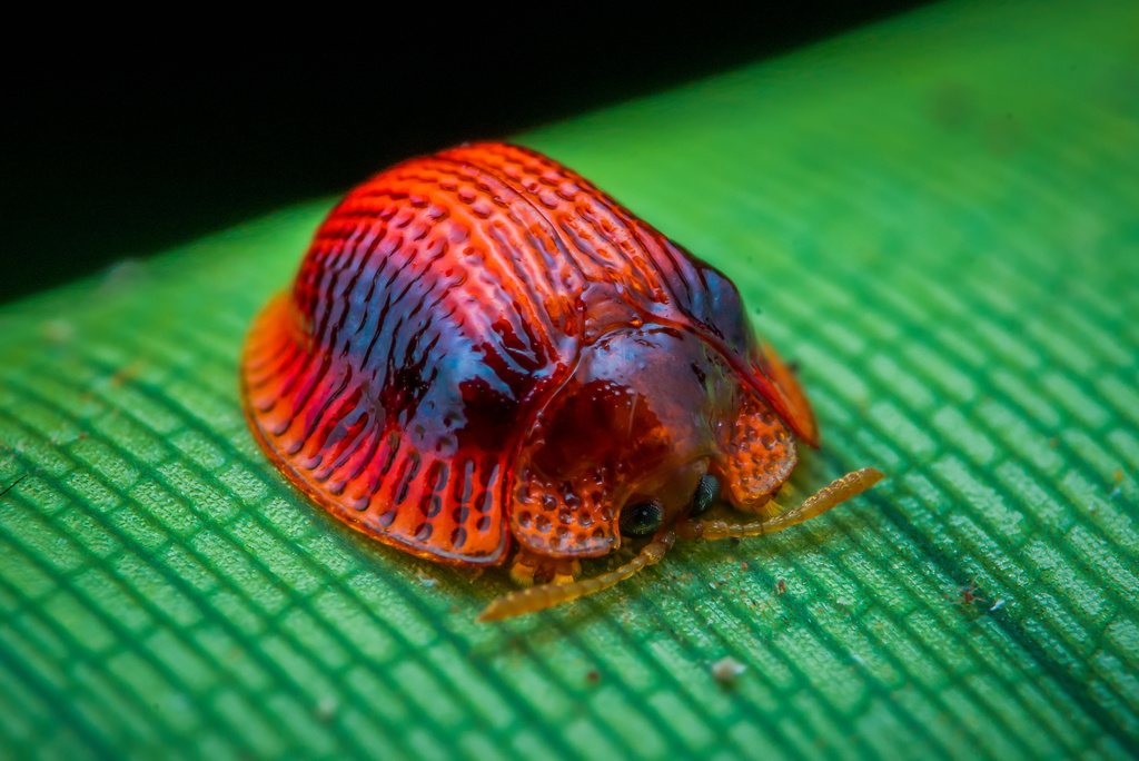 Spaethiella from Perez Zeledon, San Jose, CR on March 18, 2020 at 03:53 ...