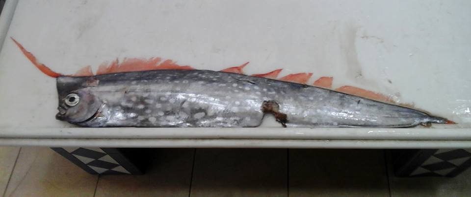 Crested Oarfish from Crete, Crete, GR on November 1, 2018 at 09:59 AM ...