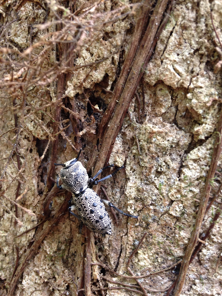 Zopherus jourdani from San Ramon, San Ramon, Alajuela, CR on March 17 ...