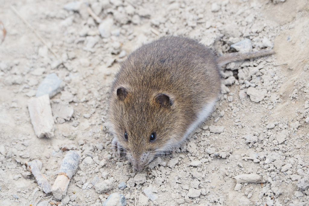 Woolly Grass Mouse from Ультима-Эсперанса, Магальянес-и-ла-Антарктика ...