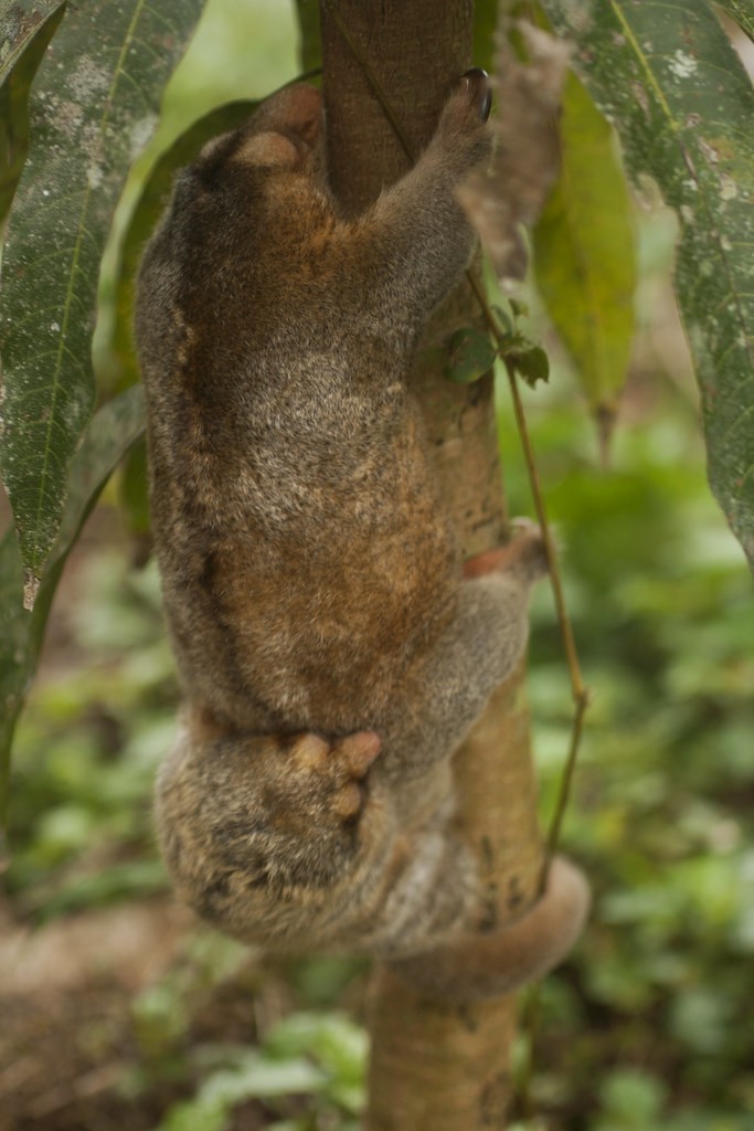Rio Negro Silky Anteater from El Eden, Ecuador on November 13, 2010 by ...