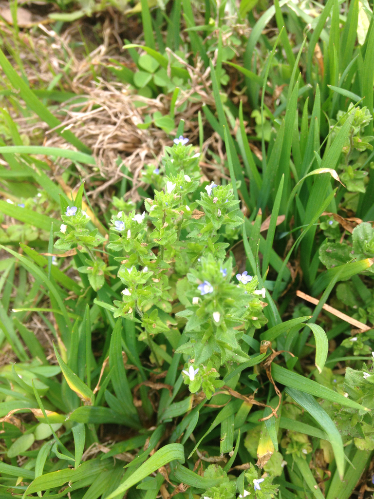 corn speedwell from Placer County, US-CA, US on March 19, 2017 at 01:51 ...