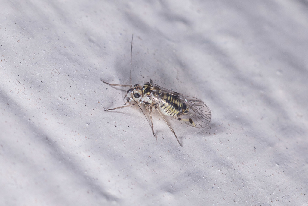 Psocus leidyi from Alamo, TX, USA on April 5, 2020 at 12:02 PM by DinGo ...